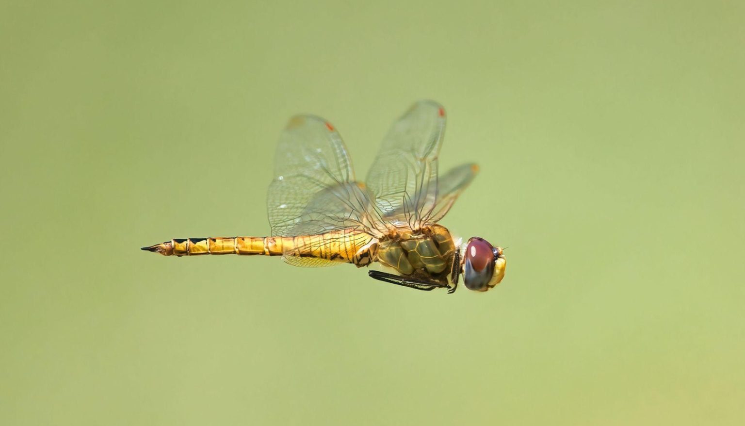 🌿 TRACES OF CREATION | 🪶 Episode 4 : Wings Thinner Than Paper | 🦋 ...